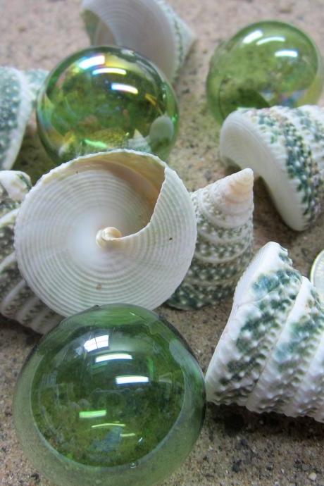 Beach Decor Seashells - Nautical Purple Limpet Shells, Oval, 3pc on Luulla